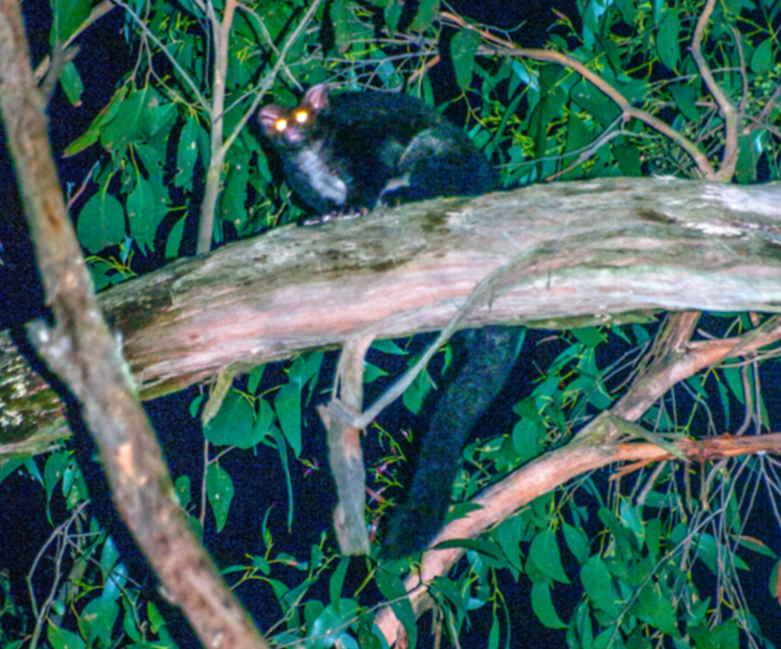 Greater Glider Night Walk in Mt Disappointment Forest | BEAM Enviro Group