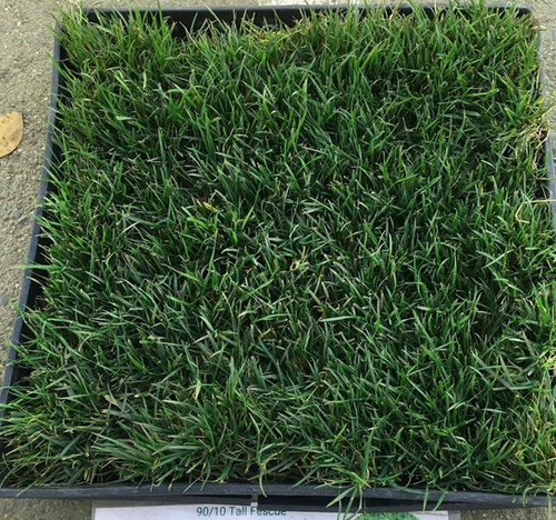 DeltaBlue Grass | CLSI
