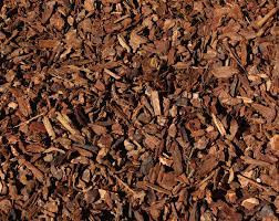 Small Bark | CLSI