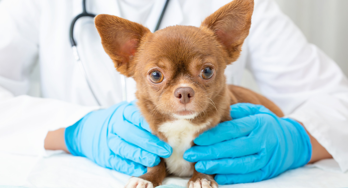 Veterinarian Near Me | Trinity Veterinary Hospital | Stillwater