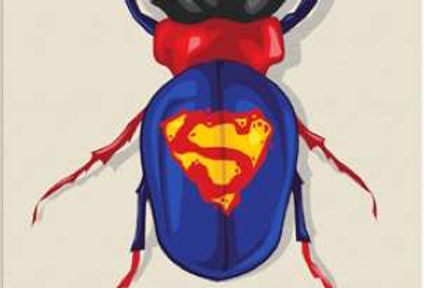 It Can Leap Tall Building in a Single Bound- It's Super Beetle! Flea ...