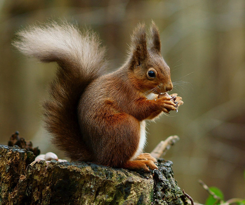 Belarussian Wildlife #1, Eurasian Red Squirrel: 50 Kapeek (Belorussia ...