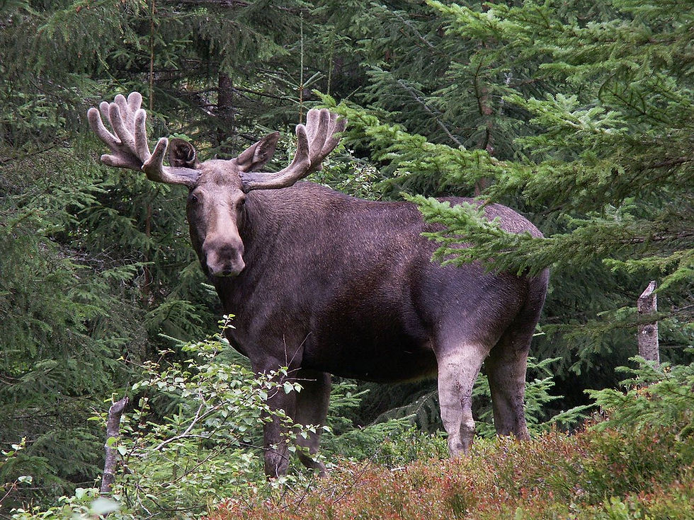 Belarussian Wildlife #4, European Elk: 25 Rublei (Belarus, 1992)-Article