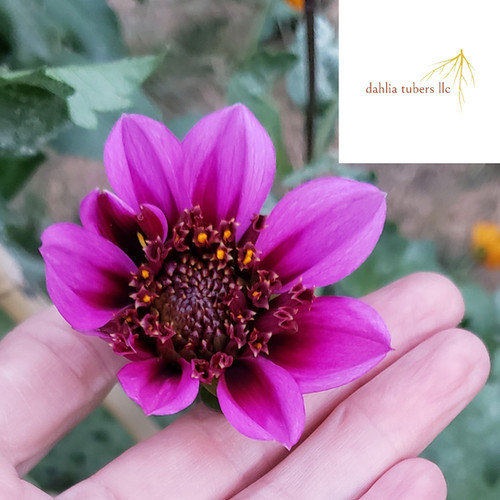 Blue Bayou | Dahlia Tubers LLC