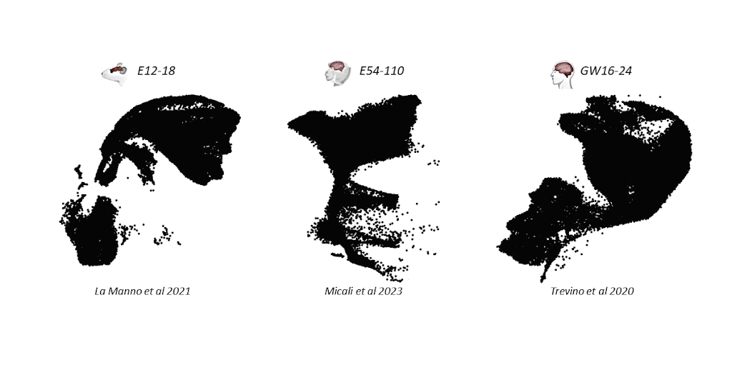Neocortical Development