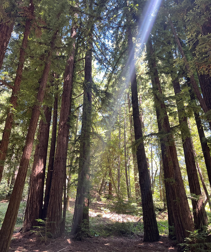 The Bridge to True Perfection