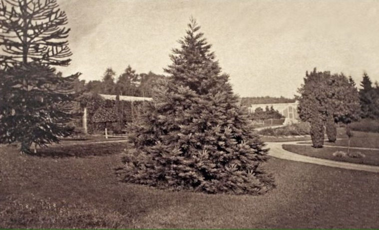 Castlewellan - Part 1: An Irish gentleman gardener, the 5th Earl Annesley