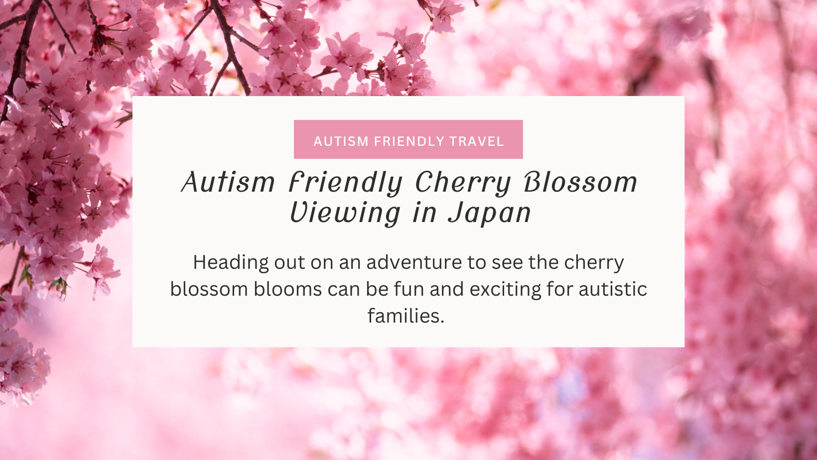 Autism Friendly Cherry Blossom Viewing in Japan