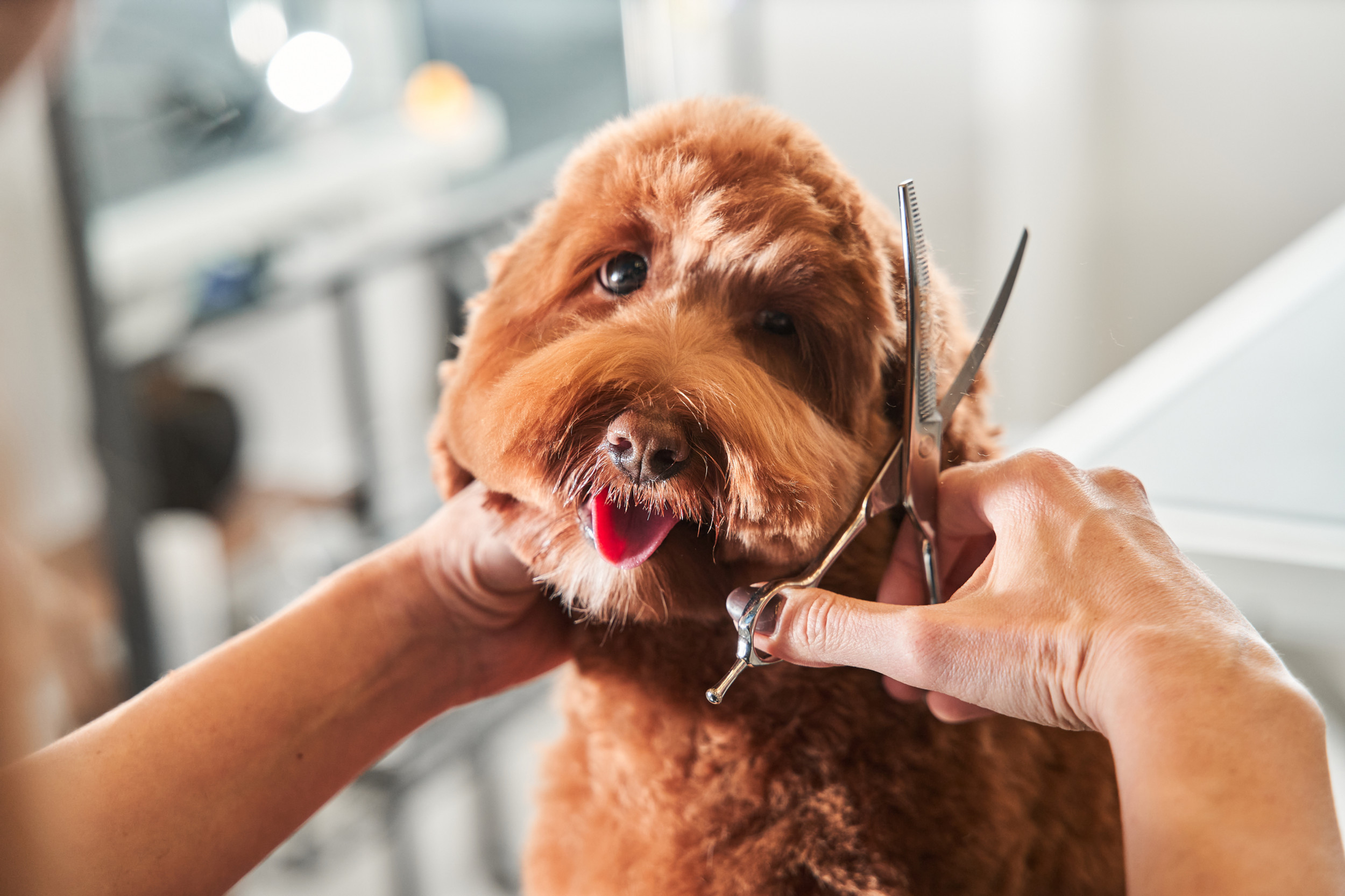 Cat and Dog Baths and Haircuts | Advance Pet Grooming | North Miami