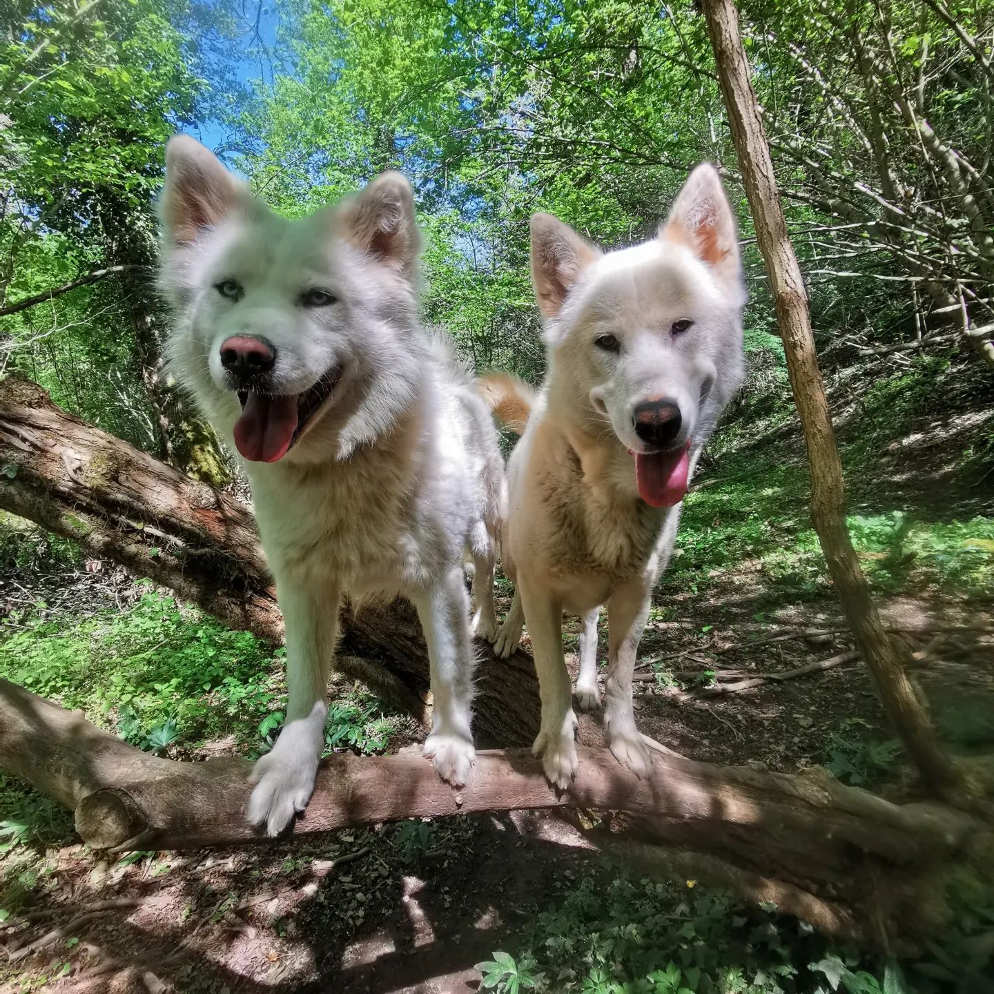 Chiens De Traîneau | Terre Sauvage