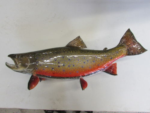 MONSTER 25" BROOK TROUT MOUNT | taxidermytraders