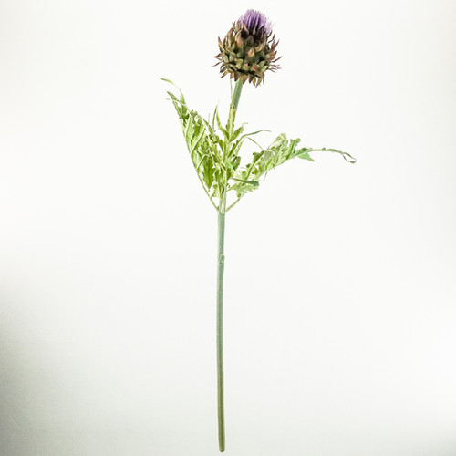 THISTLE MEDIUM X1 STEM 28IN LILAC | Craftex