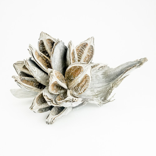 STARPOD 10IN (4 COLORS) | Craftex