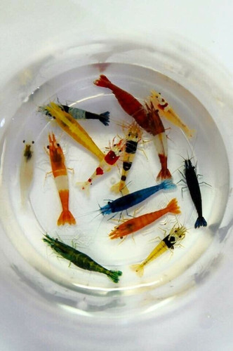 10+1 Adult Neocaridina Candy Skittle Live Shrimp Mixed Colors Aquarium ...