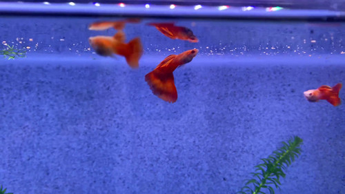 1 Trio - Live Guppy Fish - Abino Full Red Ribbon | Mysite
