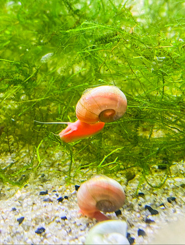 6 Pink Ramshorn Snails With 2 type Free Floating Plant Tank Live ...