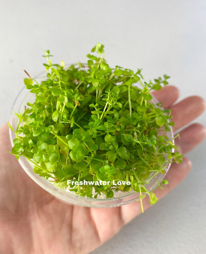 *BUY 2 GET 1 FREE* Micranthemum Monte Carlo Easy Carpet Live Aquarium ...
