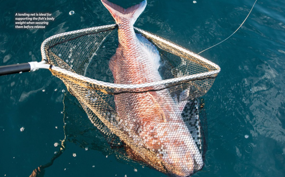 Snapper Release Essentials