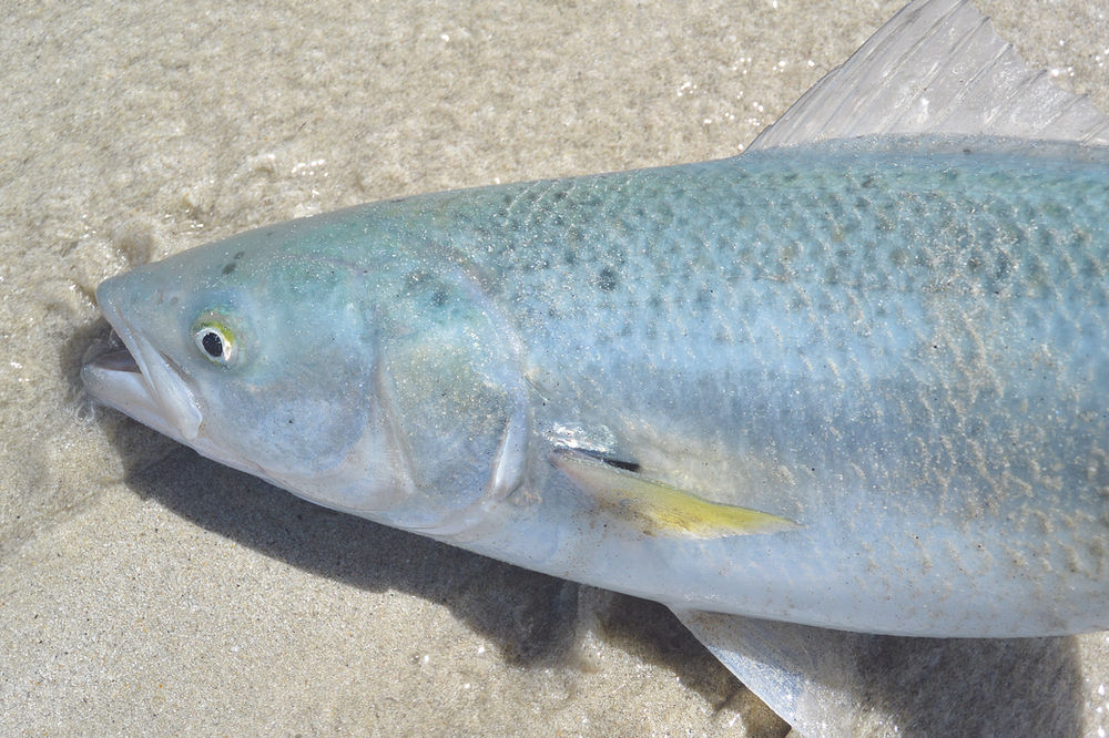 Utilising Australian Salmon