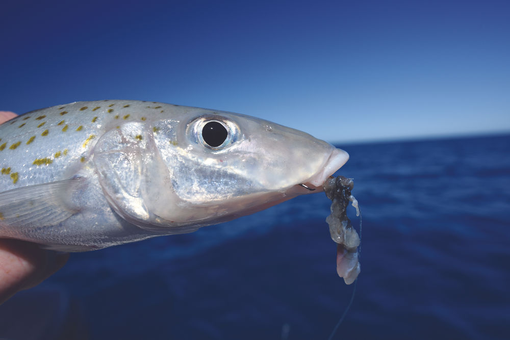 Flesh Baits Cool Season Whiting