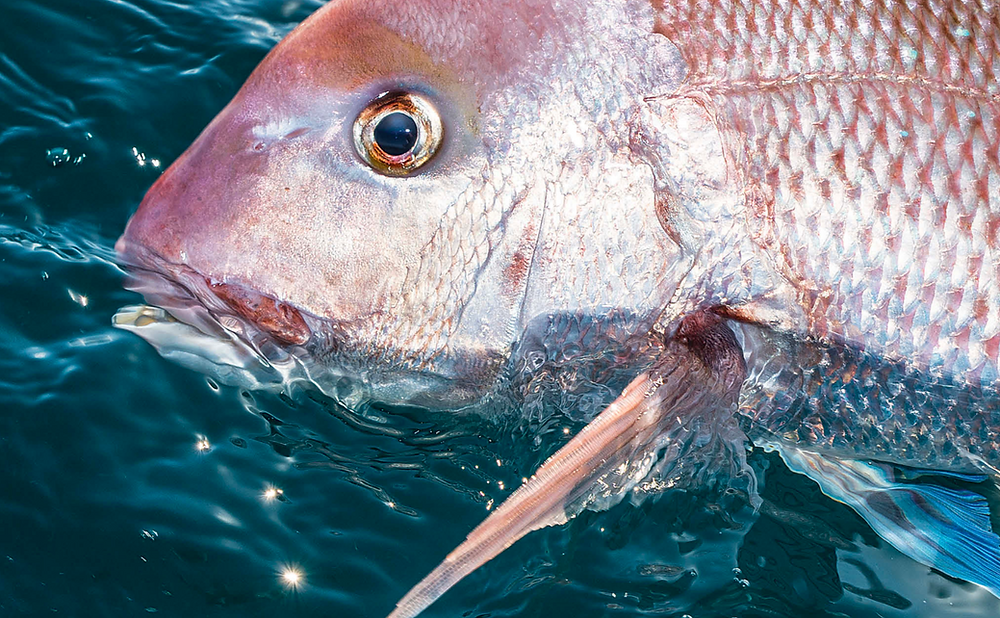 Snapper Release Essentials