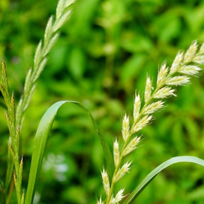 Couch Grass | Underber Organics