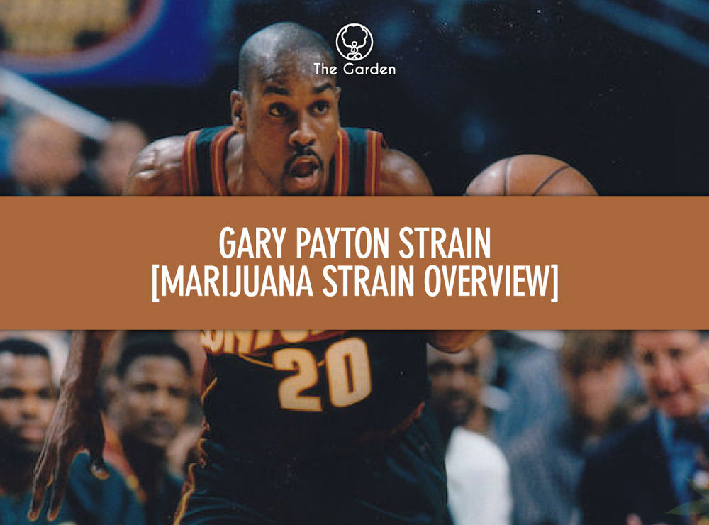 Gary Payton Strain [Marijuana Strain Overview]
