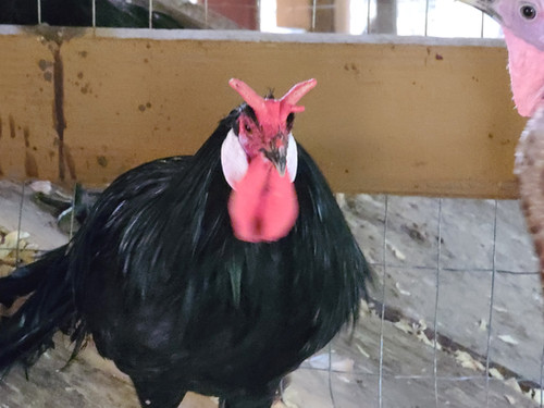 La Fleche Chicken (AKA Devil Bird) | Rare Treasures