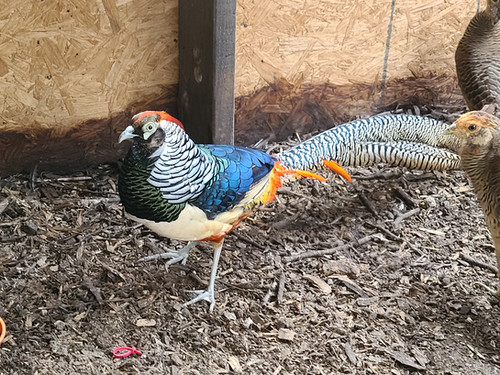 Lady Amherst’s Pheasant | Rare Treasures