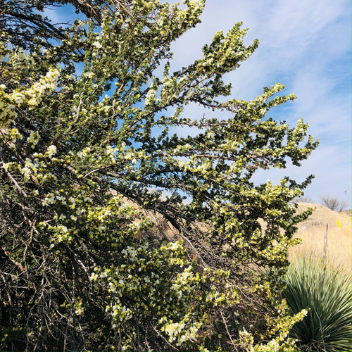 Cliffrose Seed, Purshia stansburyana | Borderlands Plants