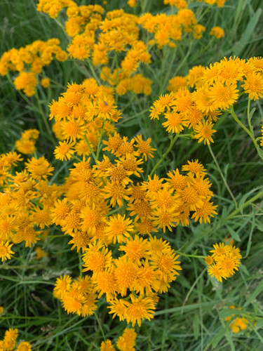 San Pedro Matchweed Seed, Xanthocephalum gymnospermoides | Borderlands ...