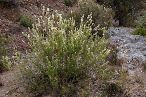 Split-Leaf Brickellbush, Brickellia laciniata, container plant ...