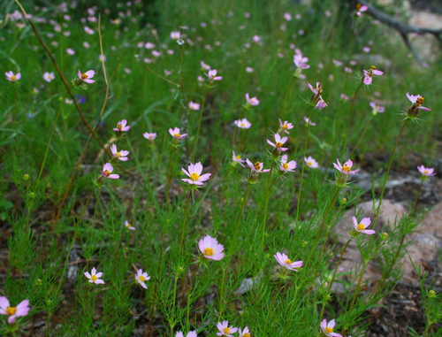 Southwestern Cosmos Seed, Cosmos parviflorus | Borderlands Plants