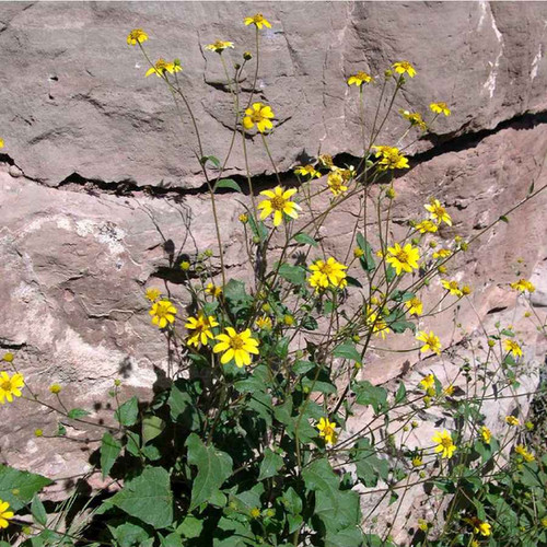 Toothleaf Goldeneye Seed, Viguiera dentata | Borderlands Plants