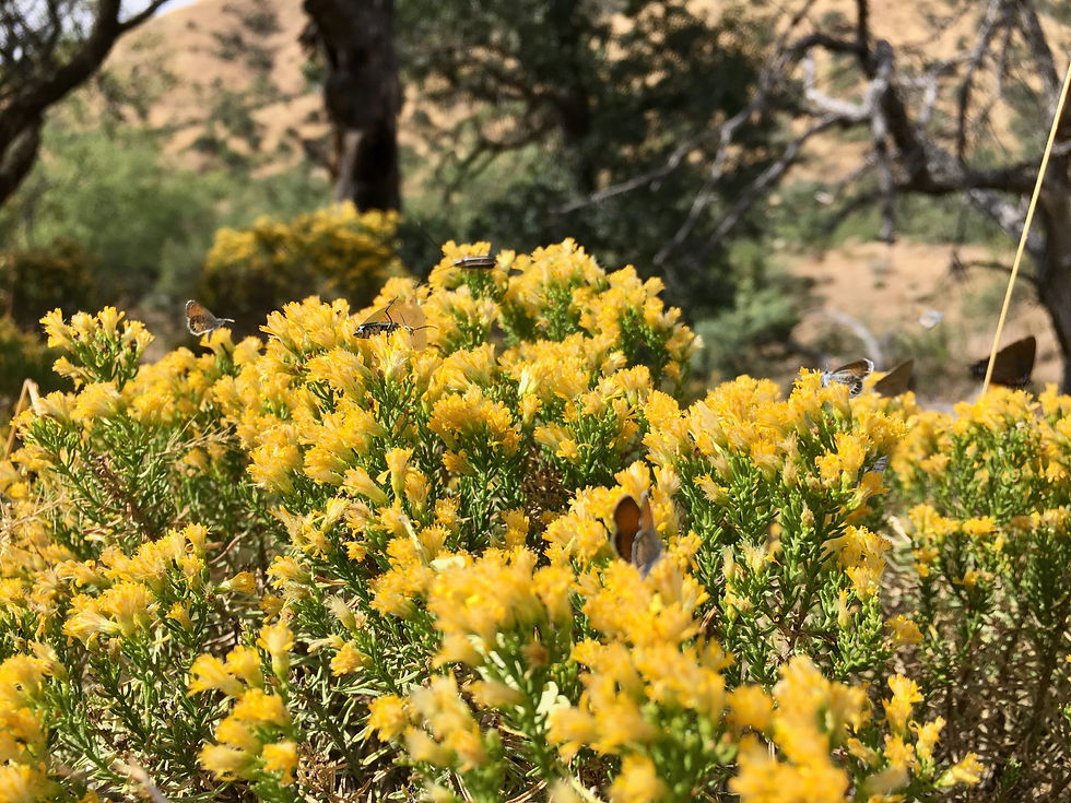 TREES & SHRUBS | Borderlands Plants