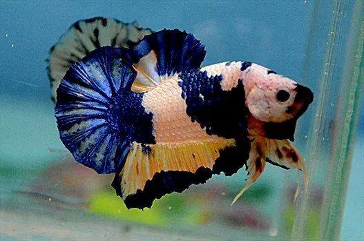 Home | betta-australis