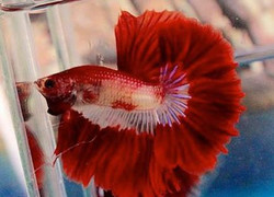 Home | betta-australis