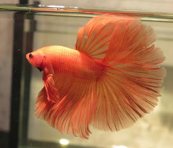Home | betta-australis