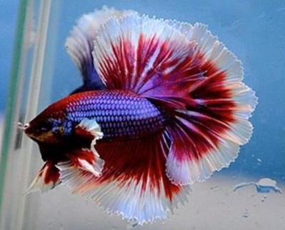 Home | betta-australis