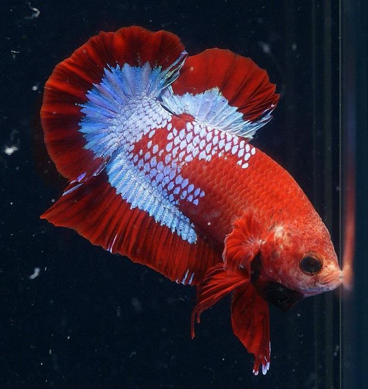 Home | betta-australis