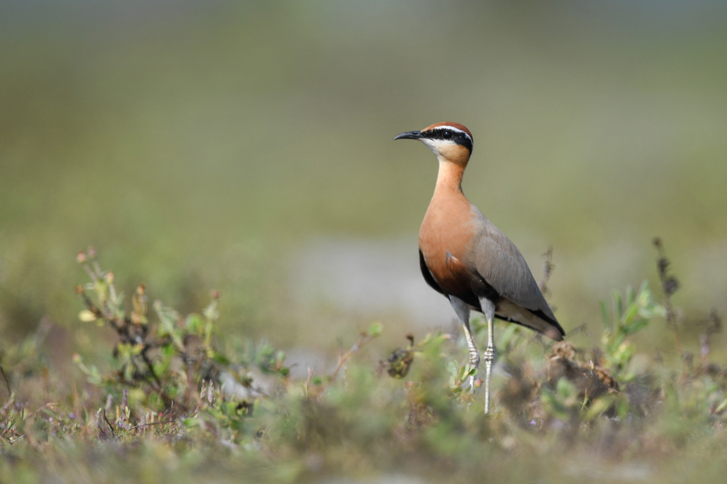Blog | Sri Lanka | Wildlifephotographysrilanka