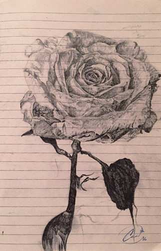 Rose Graphite Pencil Drawing | cantuartco