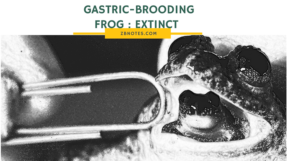 GASTRIC BROODING FROG: EXTINCT