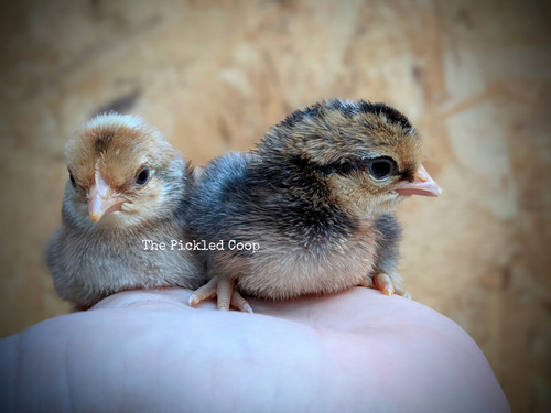 Cream Legbar Chick | The Pickled Coop