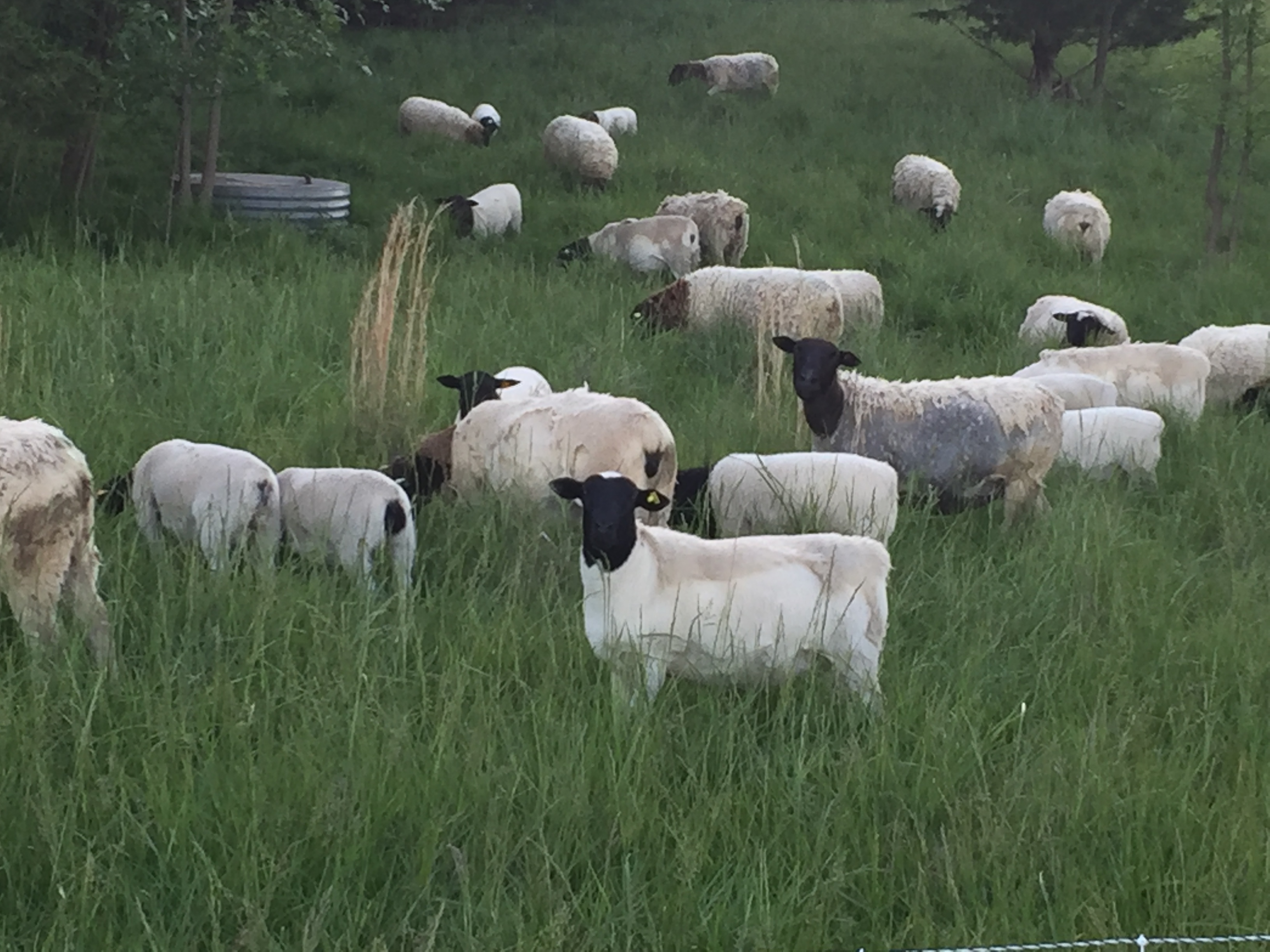 Home | midamericandorper