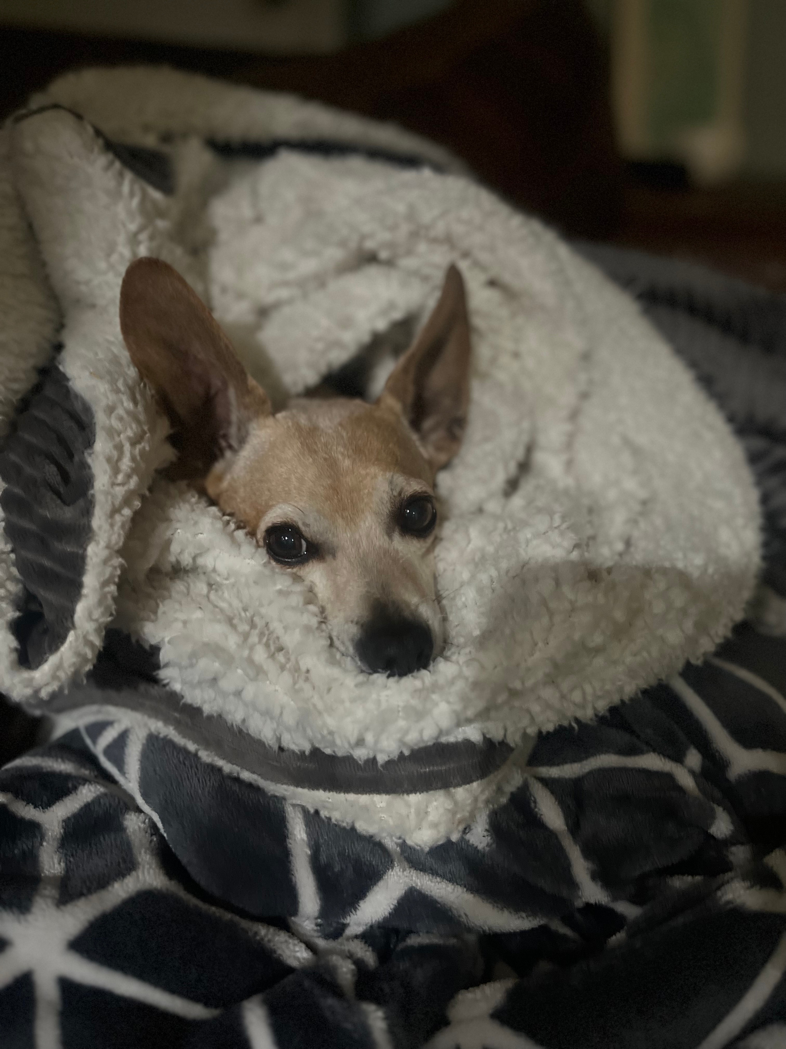 SERVICES | Dog Boarding & Dog Daycare in Ladera Ranch, CA | Zen Puppy Den