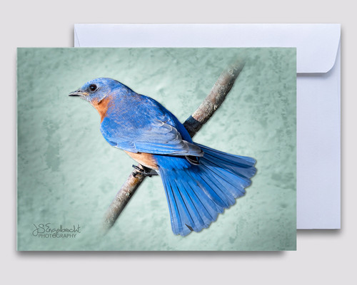Eastern Bluebird Bird Art Note Card | BrightAngel Images