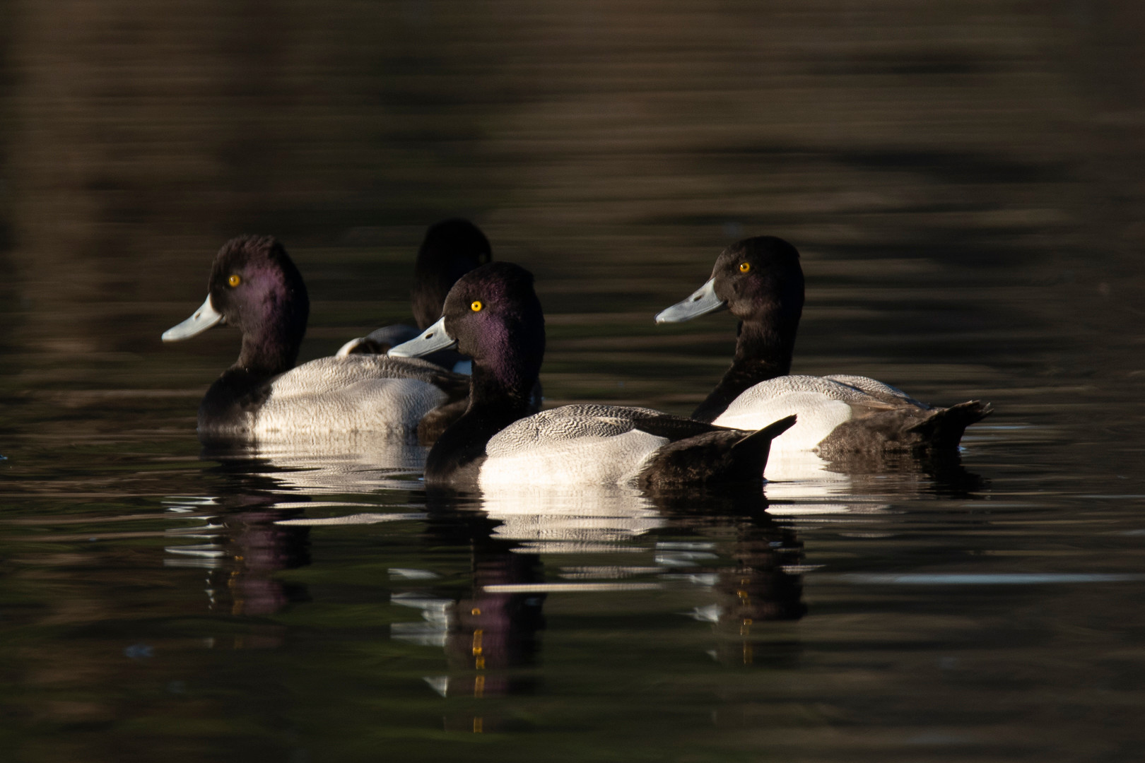 Phinizy Swamp Birdwatching Tour | Carolina Safari Co.