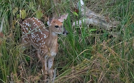 Safaris | Carolina Safari Co.