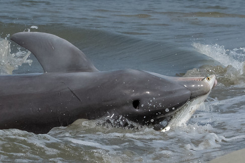 Safaris | Carolina Safari Co.